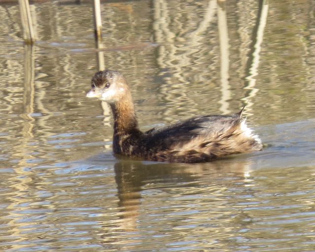 Pied-billed Grebe