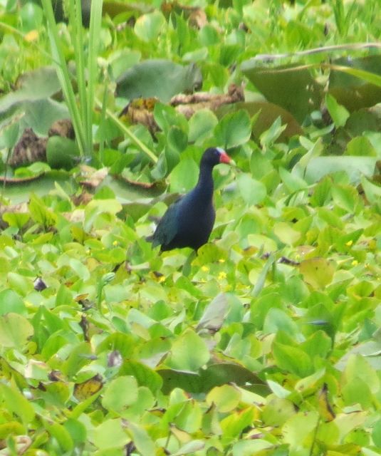 Purple Gallinule