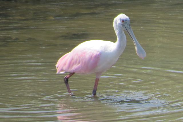 Roseate Spoonbill