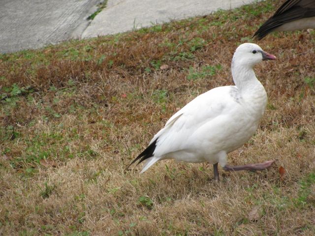 Ross's Goose