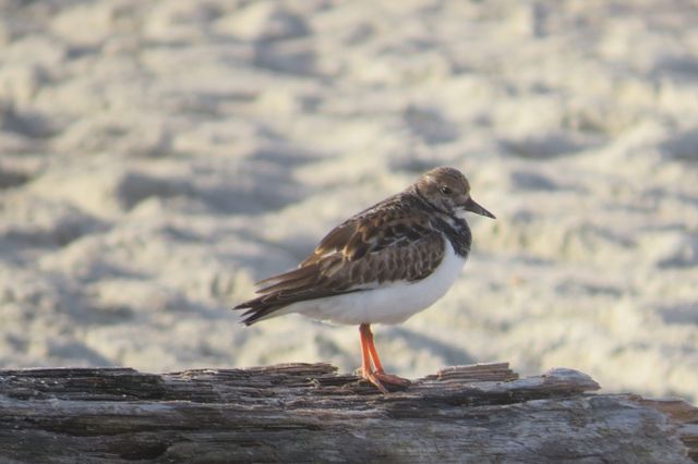 Ruddy Turnstone