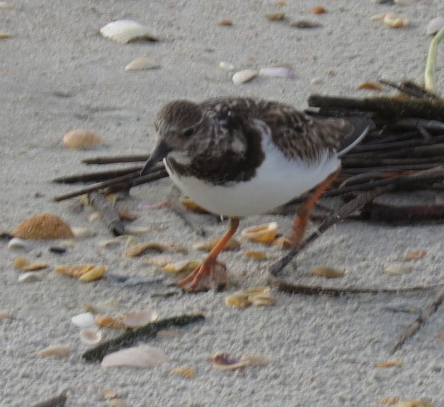 Ruddy Turnstone