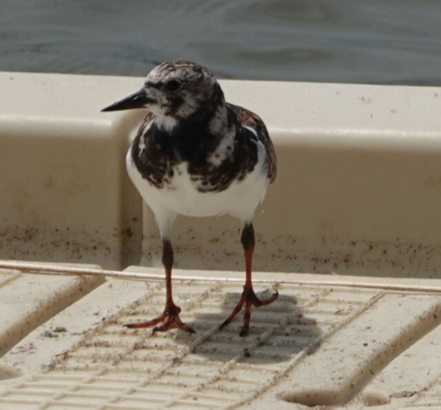 Ruddy Turnstone