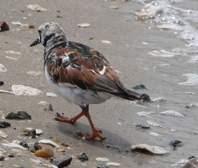 Ruddy Turnstone