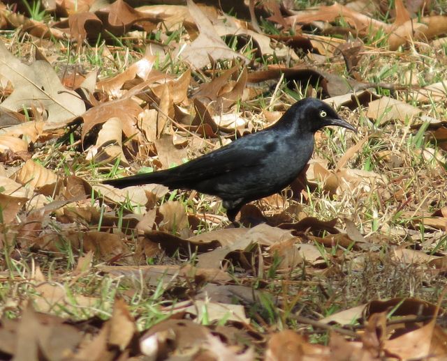 Rusty Blackbird