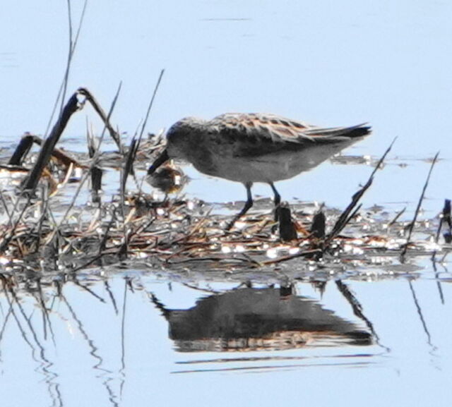 Semipalmated Sandpiper