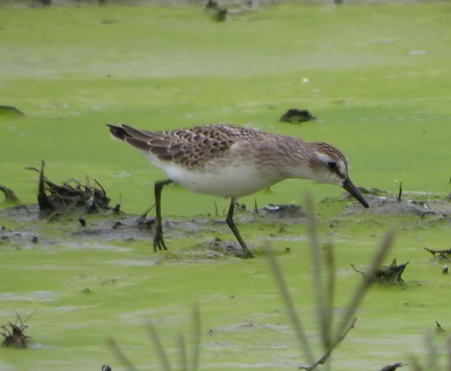 Semipalmated Sandpiper