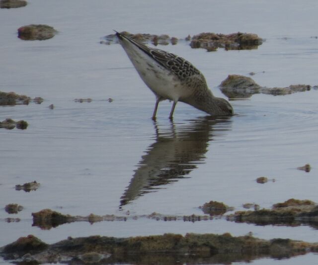 Stilt Sandpiper