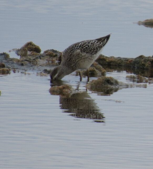Stilt Sandpiper