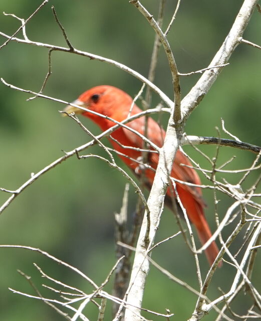 Summer Tanager
