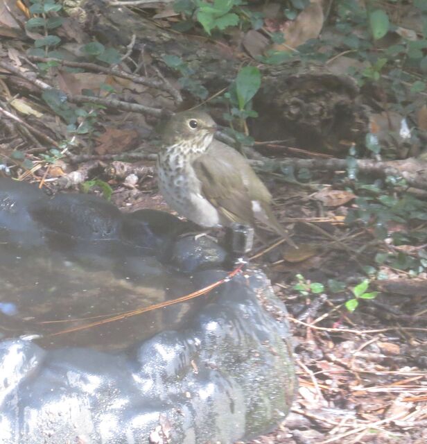 Swainson's Thrush