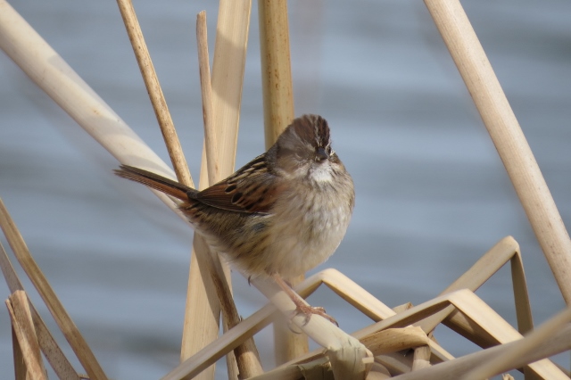 Swamp Sparrow