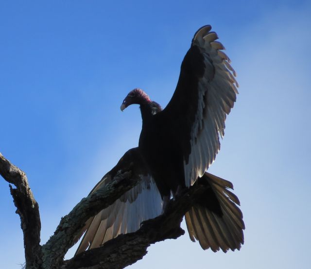 Turkey Vulture
