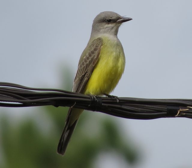Western Kingbird