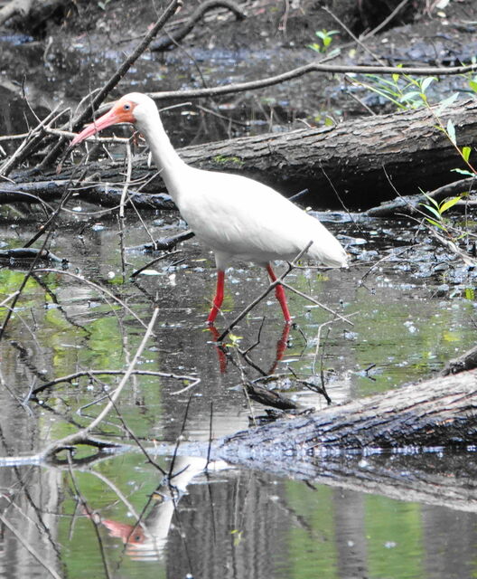 White Ibis