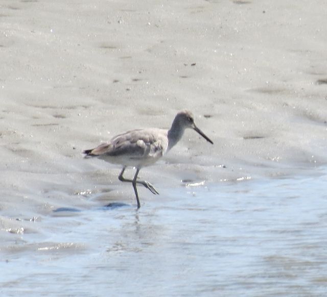 Willet
