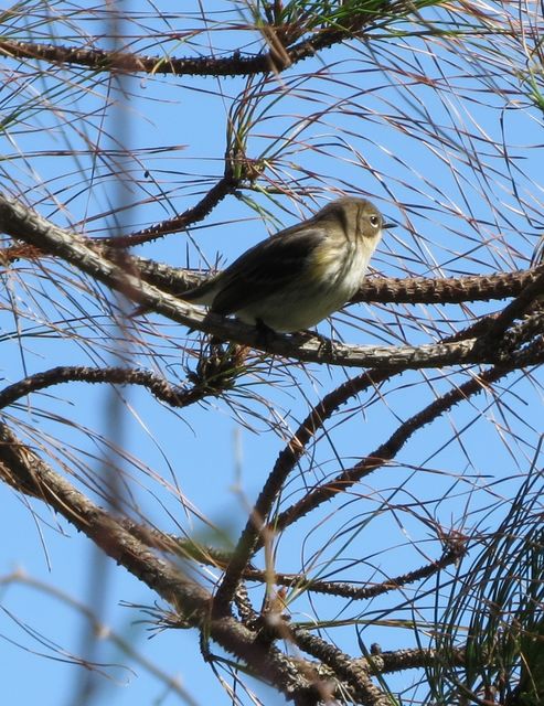 Yellow-rumped Warbler
