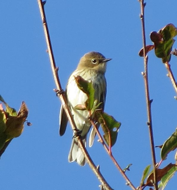 Yellow-rumped Warbler