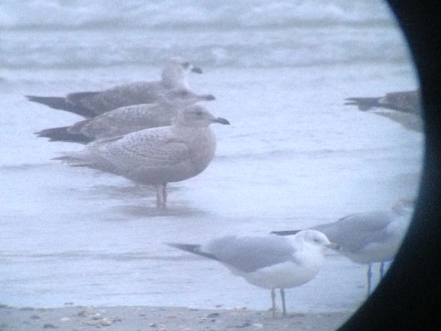 Iceland Gull