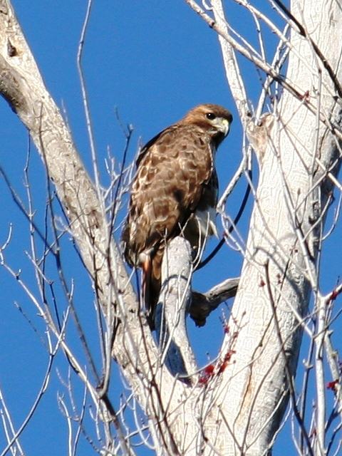 Red-tailed Hawk