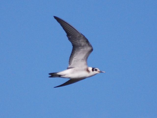 Black Tern