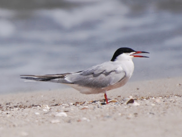 Common Tern