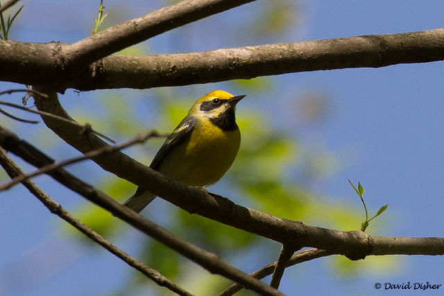 Lawrence's Warbler (hybrid)