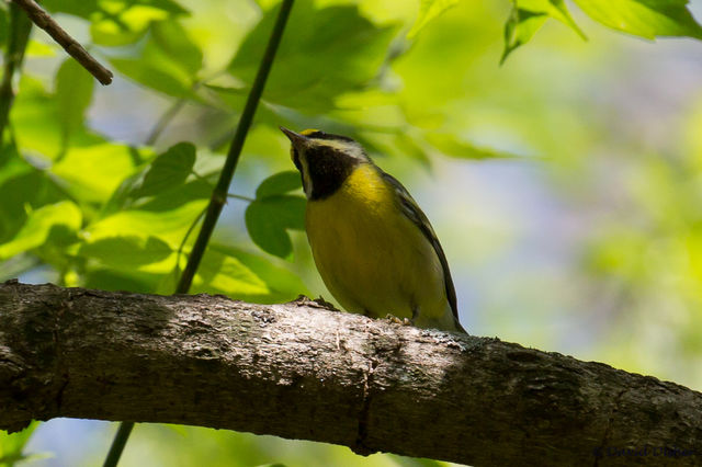 Lawrence's Warbler (hybrid)