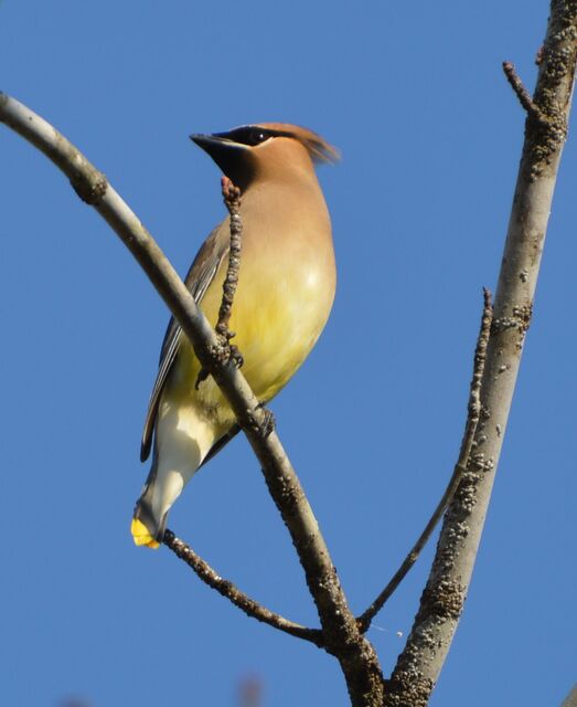 Cedar Waxwing