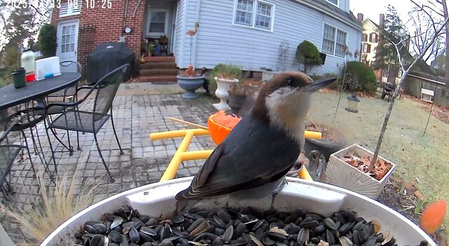 Brown-headed Nuthatch