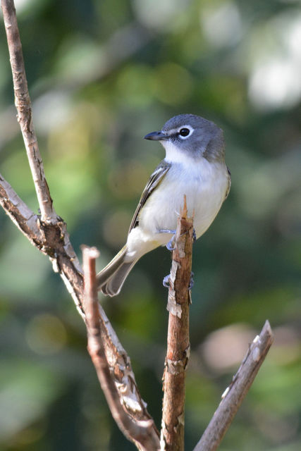 Blue-headed Vireo