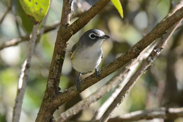 Blue-headed Vireo