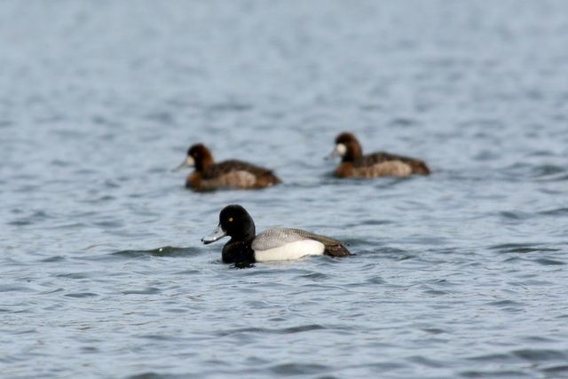 Lesser Scaup