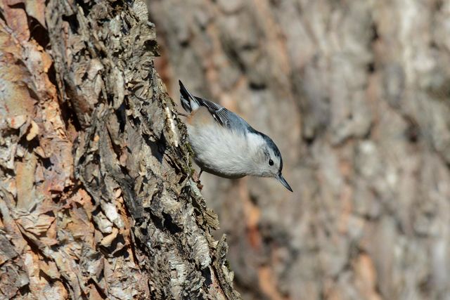 White-breasted Nuthatch