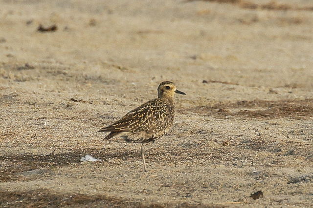 Pacific Golden-Plover
