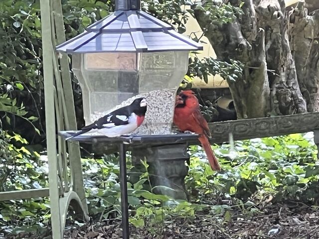 Rose-breasted Grosbeak