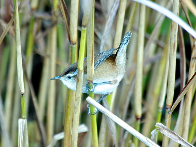 Marsh Wren