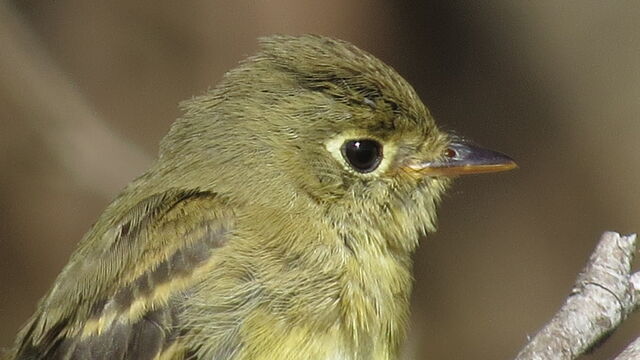 Western Flycatcher