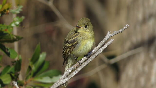 Western Flycatcher