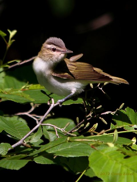 Red-eyed Vireo