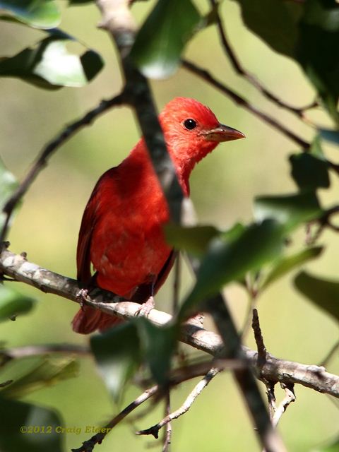 Summer Tanager