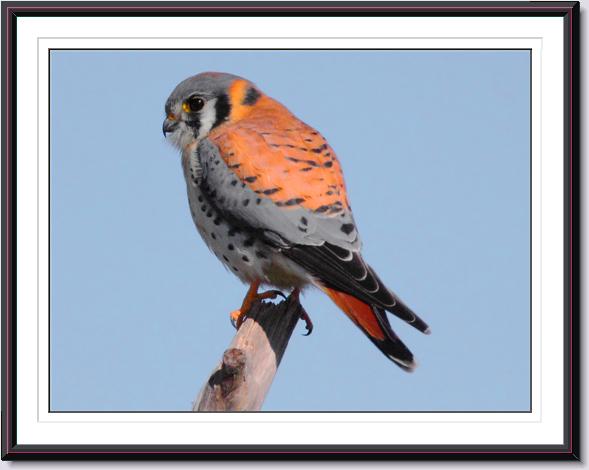 American Kestrel