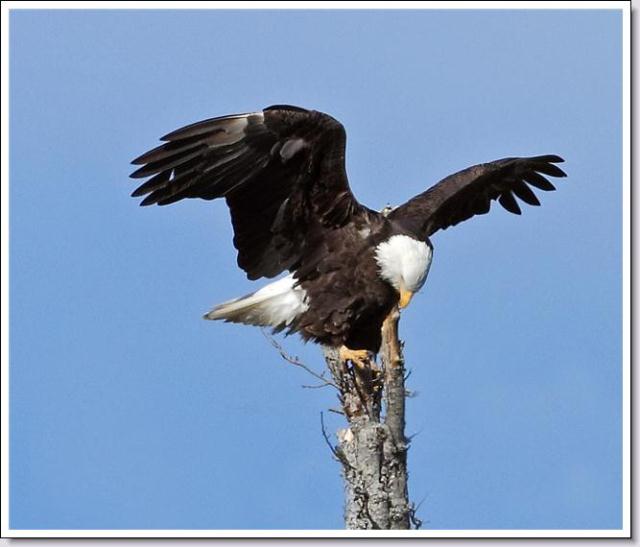 Bald Eagle