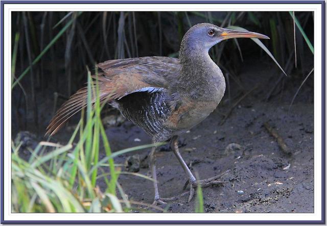 Clapper Rail