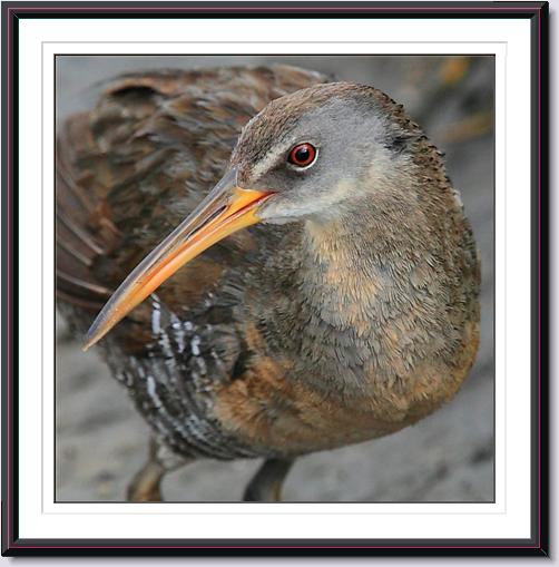 Clapper Rail