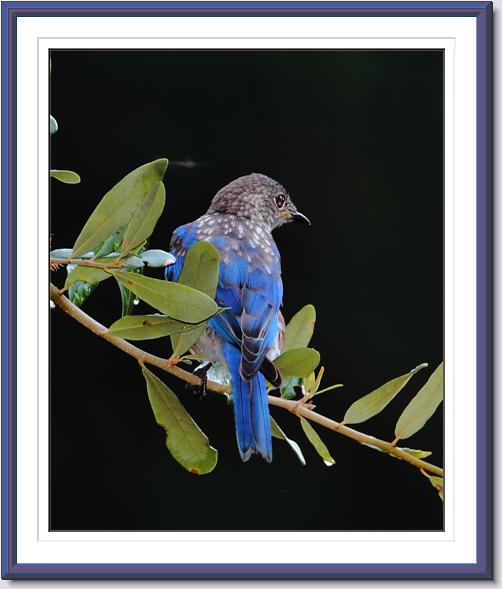 Eastern Bluebirds