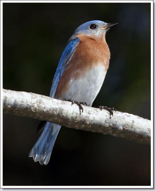 Eastern Bluebird