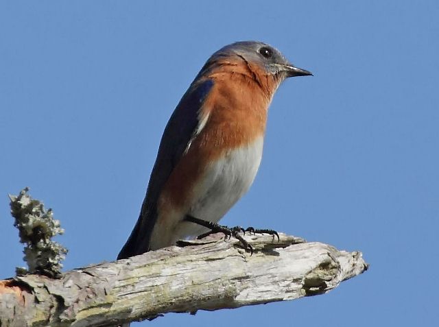 Eastern Bluebird