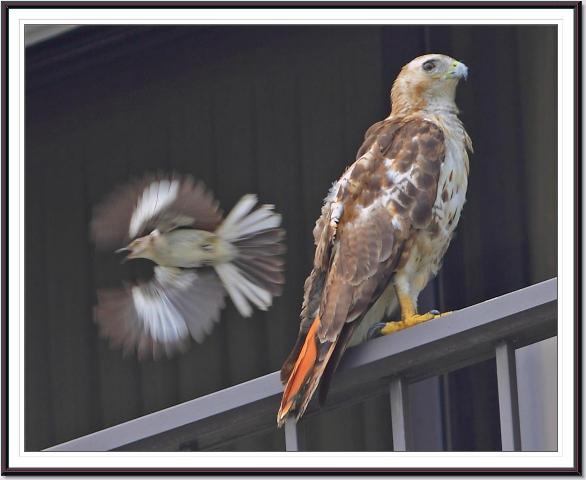 Red-tailed Hawk