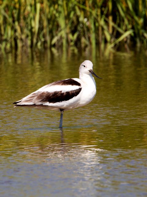 American Avocet